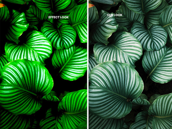Green Color Photoshop Action – TwnDeals
